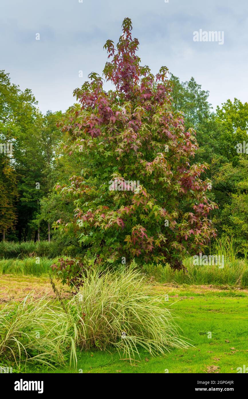 Erable dans un jardin, France, Oise, automne Stock Photo - Alamy