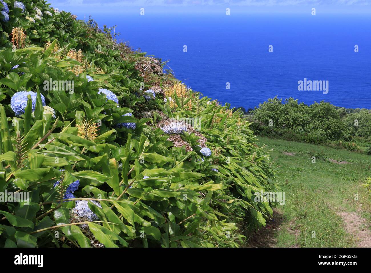 The typical flowers of the hills of Sao Miguel island, Azores Stock ...