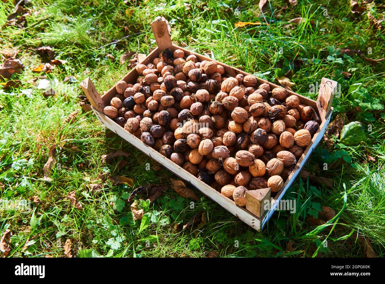 Harvested Walnuts in a crate lying in the grass Stock Photo - Alamy