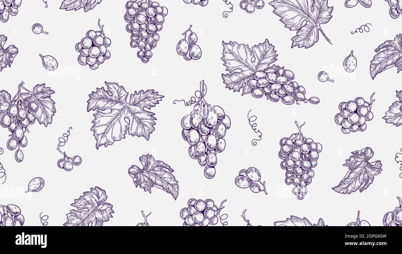Grape pattern. Vine seamless texture, plants and leaves. Sketch vineyard and wine raw elements ...