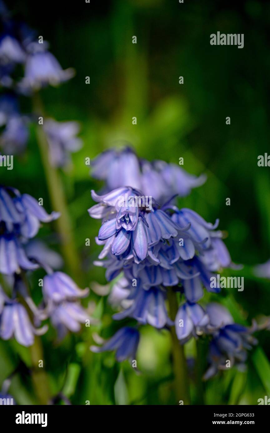 Sunbeams lighting up blue bell flowers in spring Stock Photo - Alamy