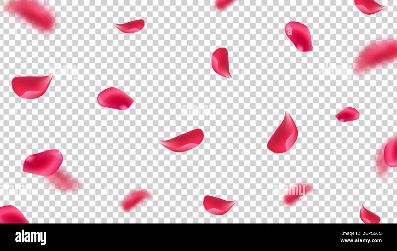 Falling pink petals. Flying rose leaves on transparent background ... Falling pink petals. Flying rose leaves on transparent background ...