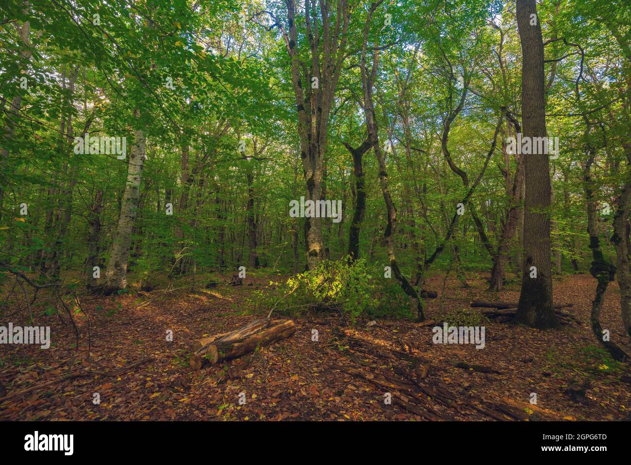 Inside the green forest Stock Photo - Alamy