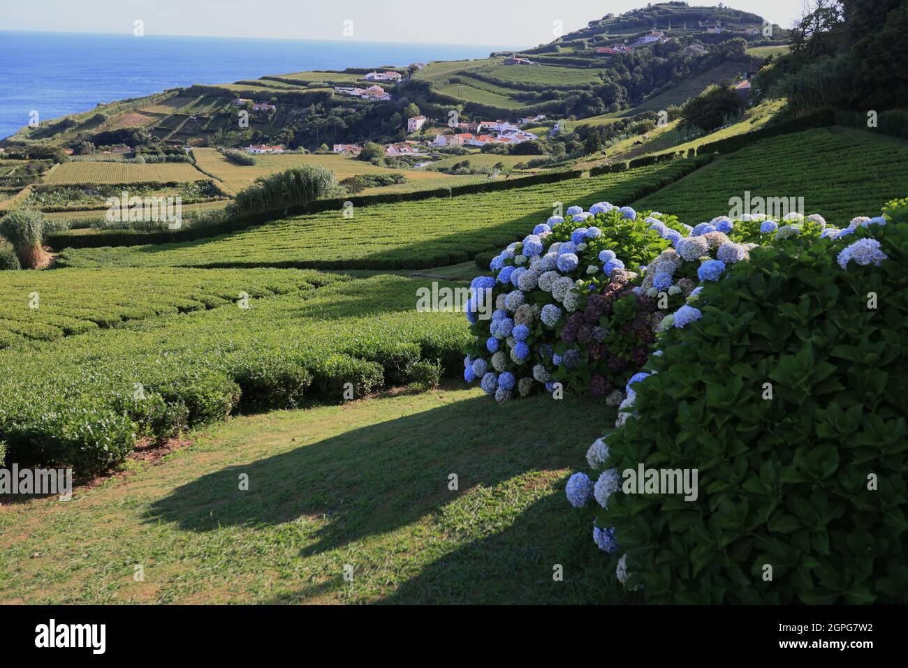 The magnificent hydrangeas of Sao Miguel island, Azores Stock Photo - Alamy