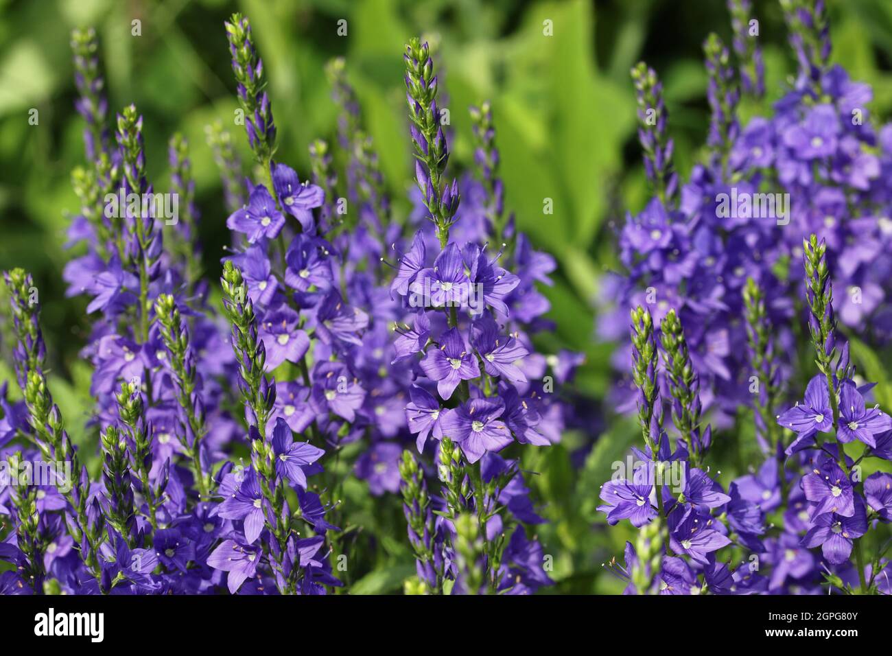 Blue speedwell, Veronica unknown species, flower spikes with a blurred ...