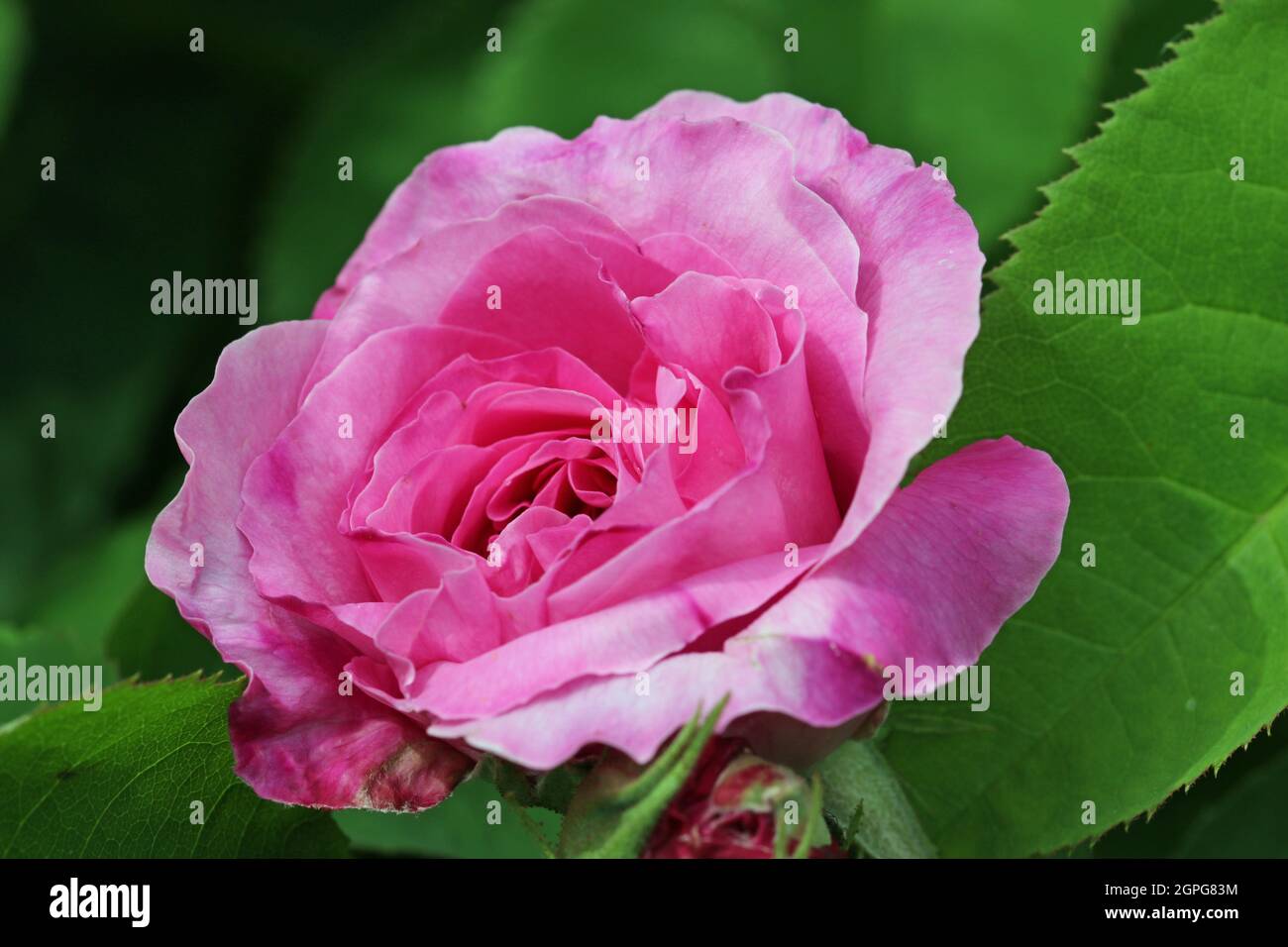 Deep pink rose flower, Rosa species of unknown variety, in close up ...
