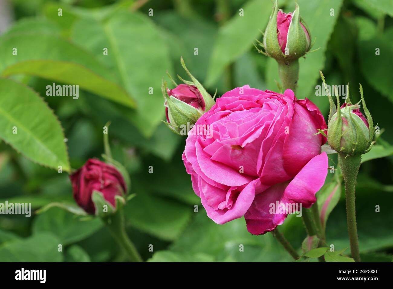 Deep pink rose flower, Rosa species of unknown variety, in close up ...