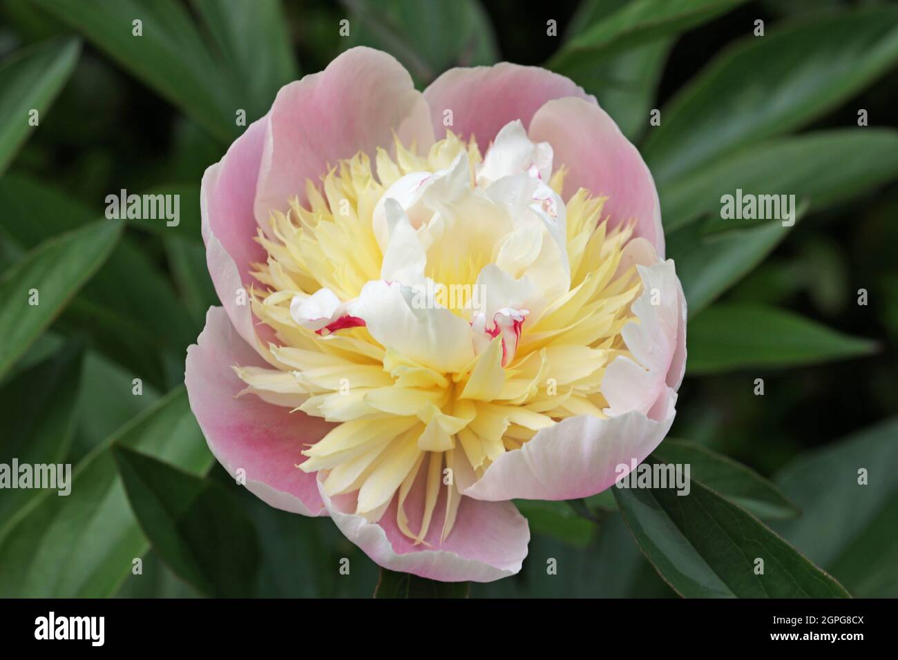 Single pink peony, Paeonia lactiflora of unknown variety, flower in ...