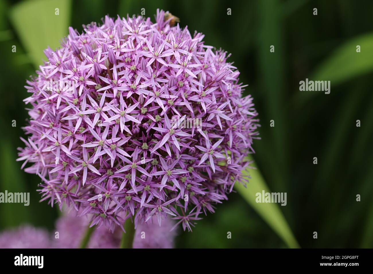 Purple dutch ornamental garlic, Allium hollandicum, flower head with a ...