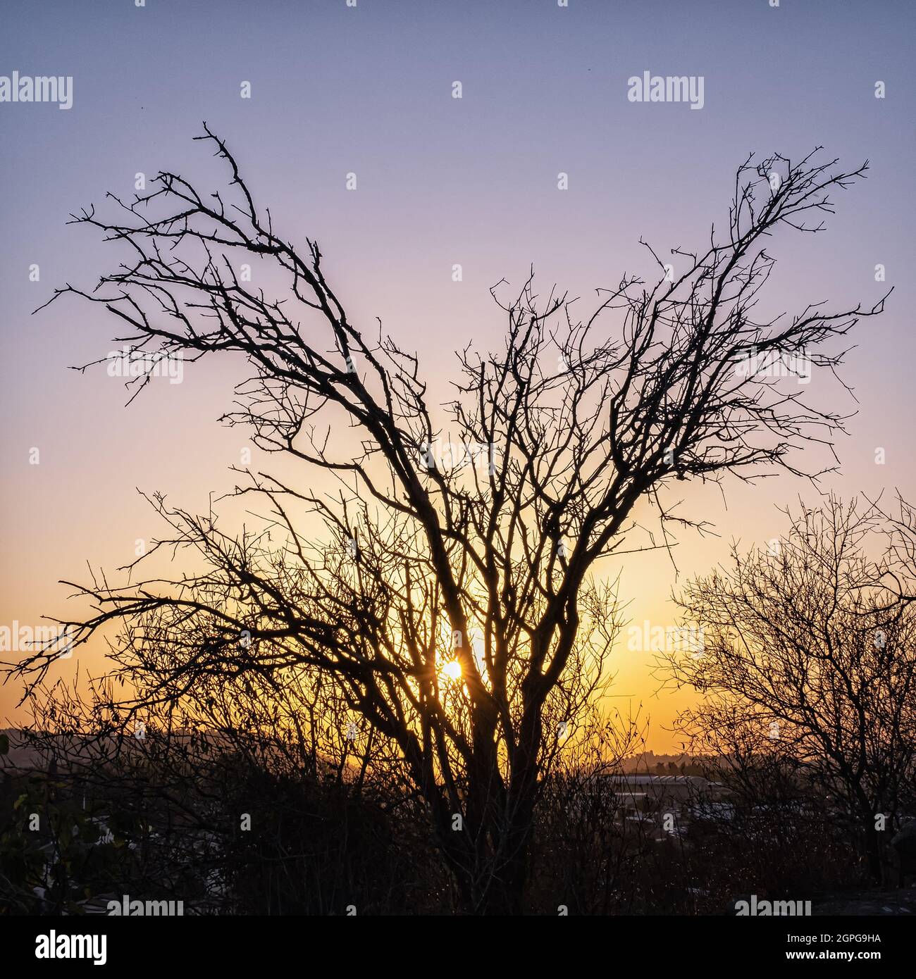 Silhouette of a tree on a sunset background Stock Photo - Alamy