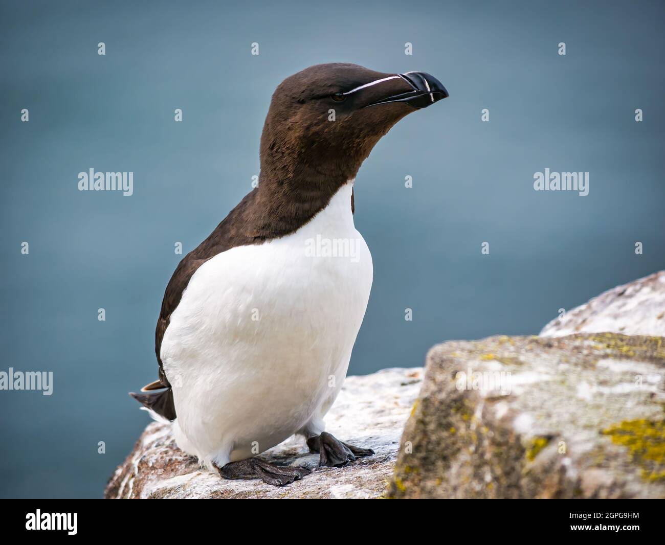 A razorbill, Alca torda, on a ledge, Isle of May, seabird nature ...