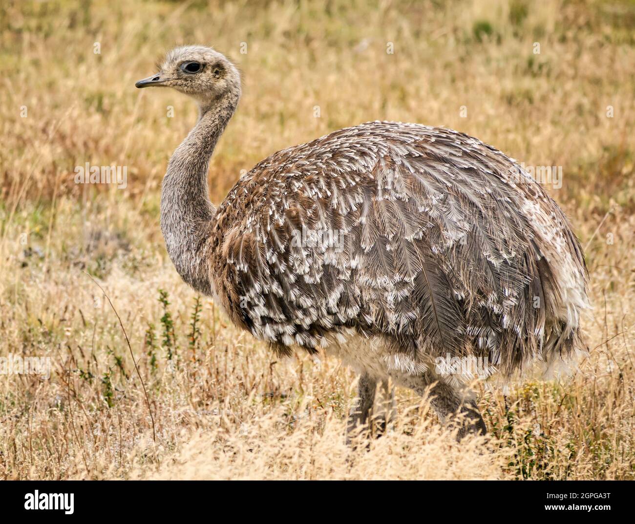 Darwin's rhea, or lesser rhea, Rhea pennata, Torres del Paine National ...