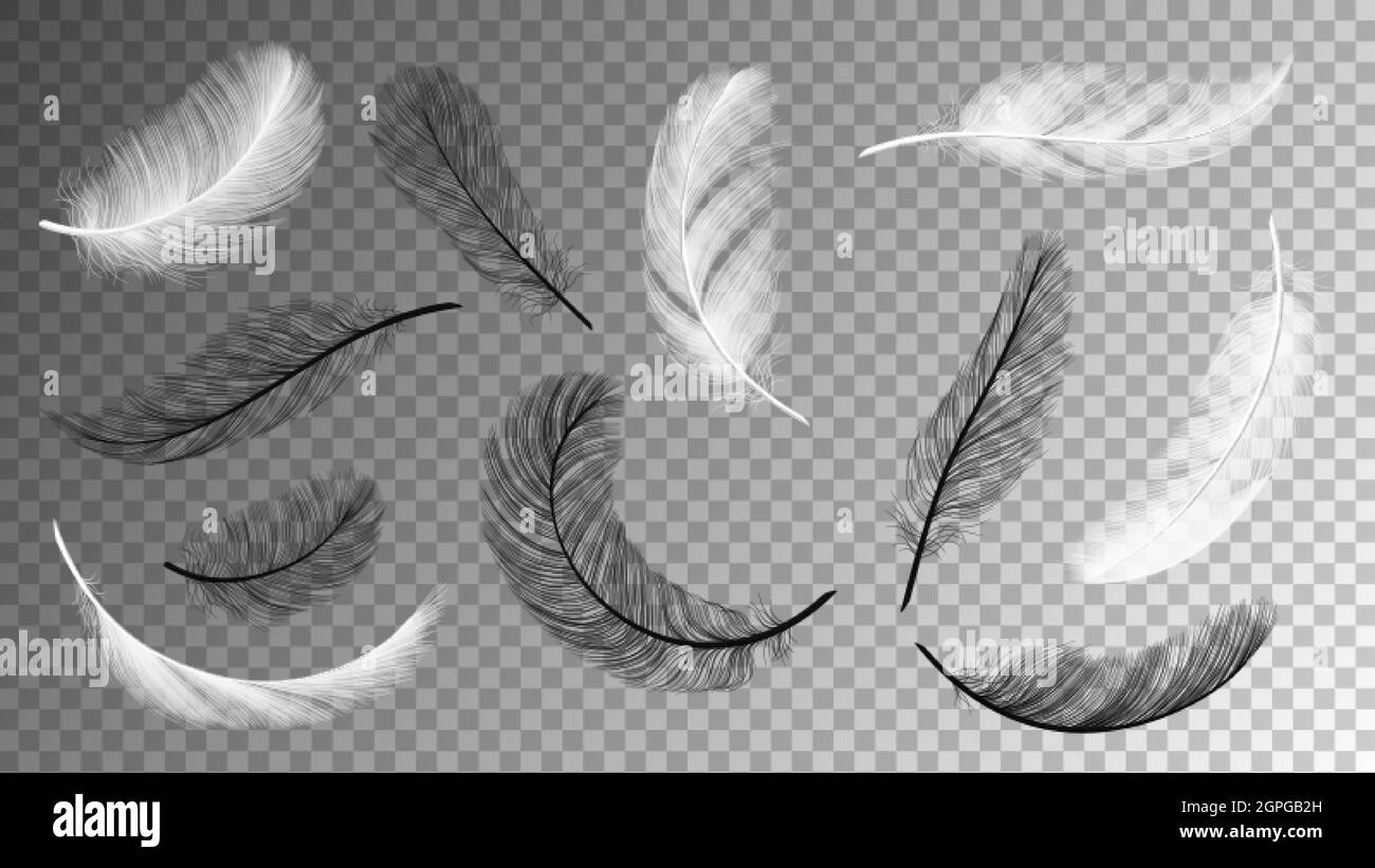 Flying feathers collection. Falling black white feathering isolated on ...
