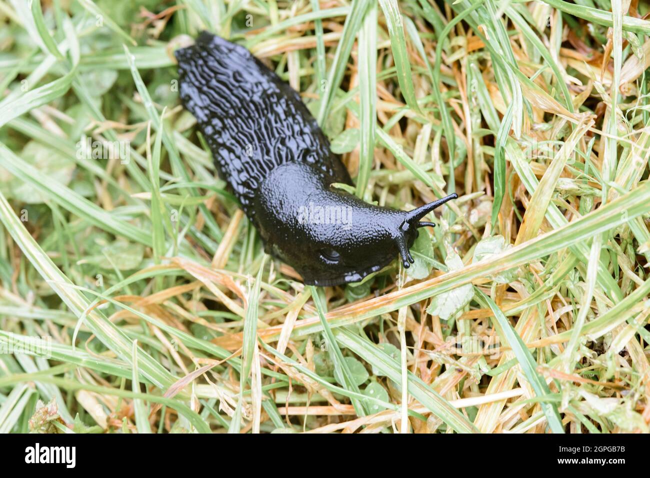 macro photograph of a huge slug, Arion ater, black in color and an ...