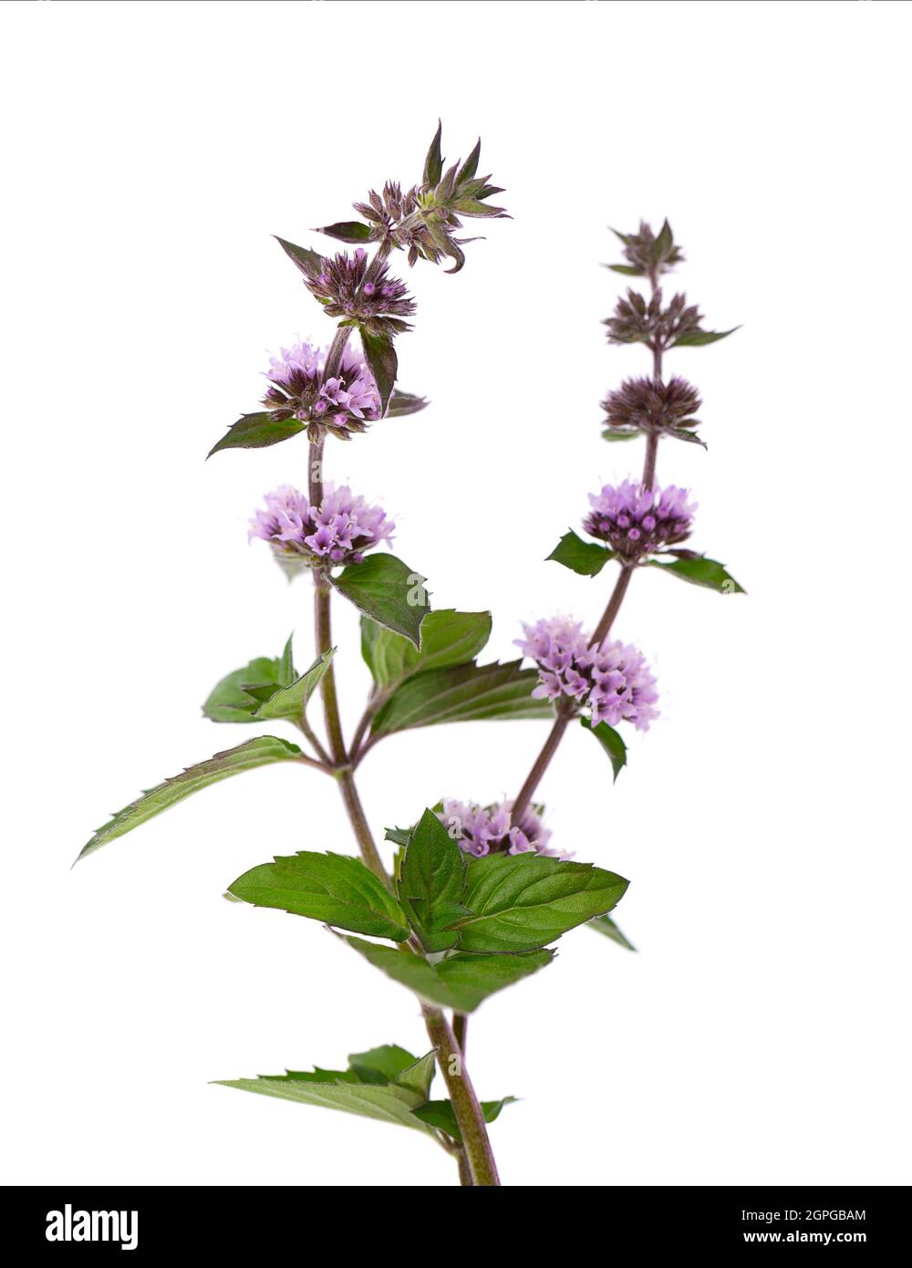 Peppermint flowers isolated on white background. Mint branch. Herbal ...