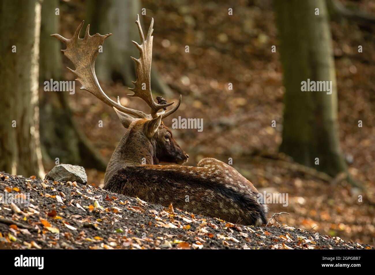 Fallow stag lying down hi-res stock photography and images - Alamy