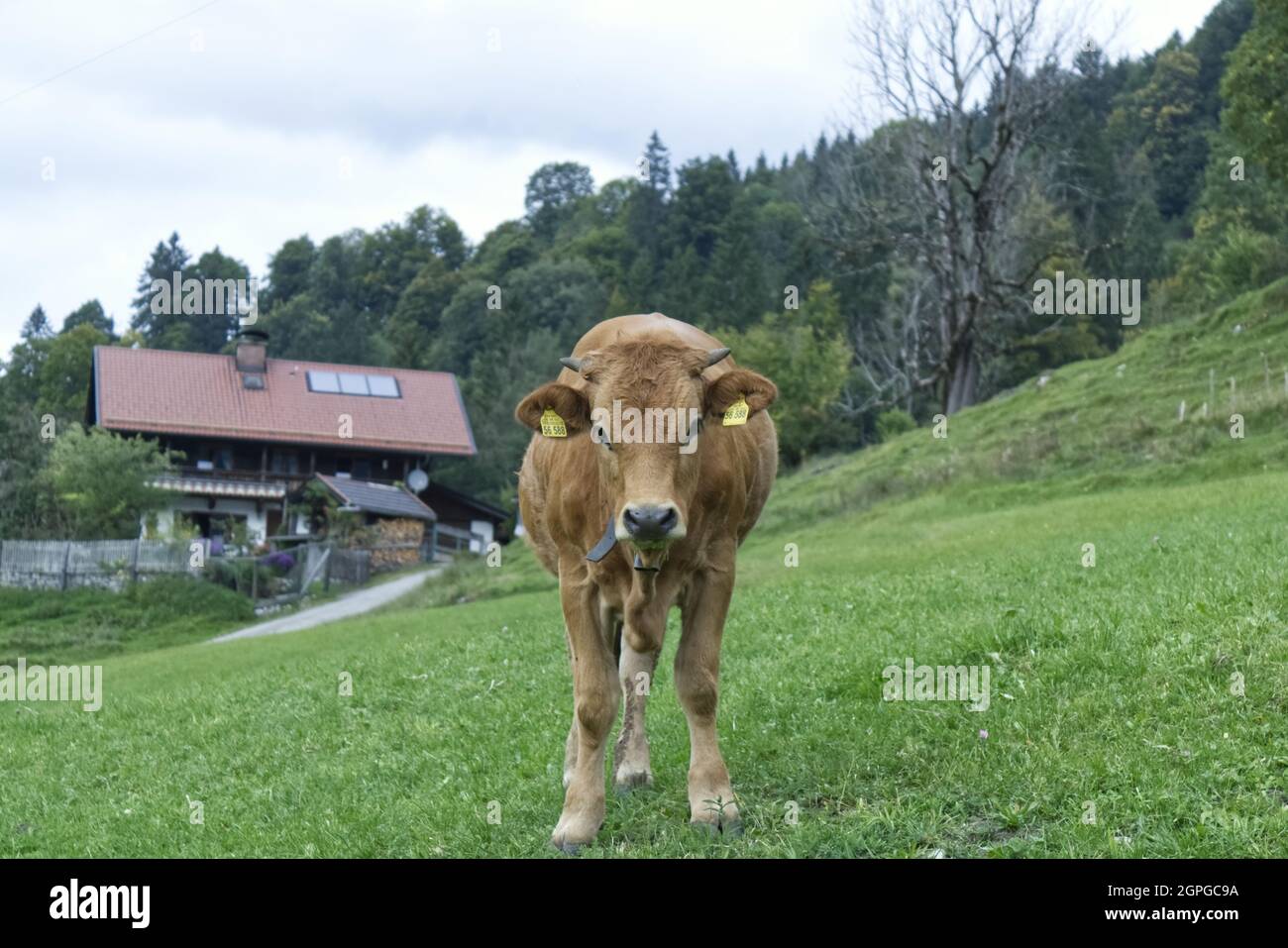 Alm cow (Garmisch-Partenkirchen, Germany Stock Photo - Alamy