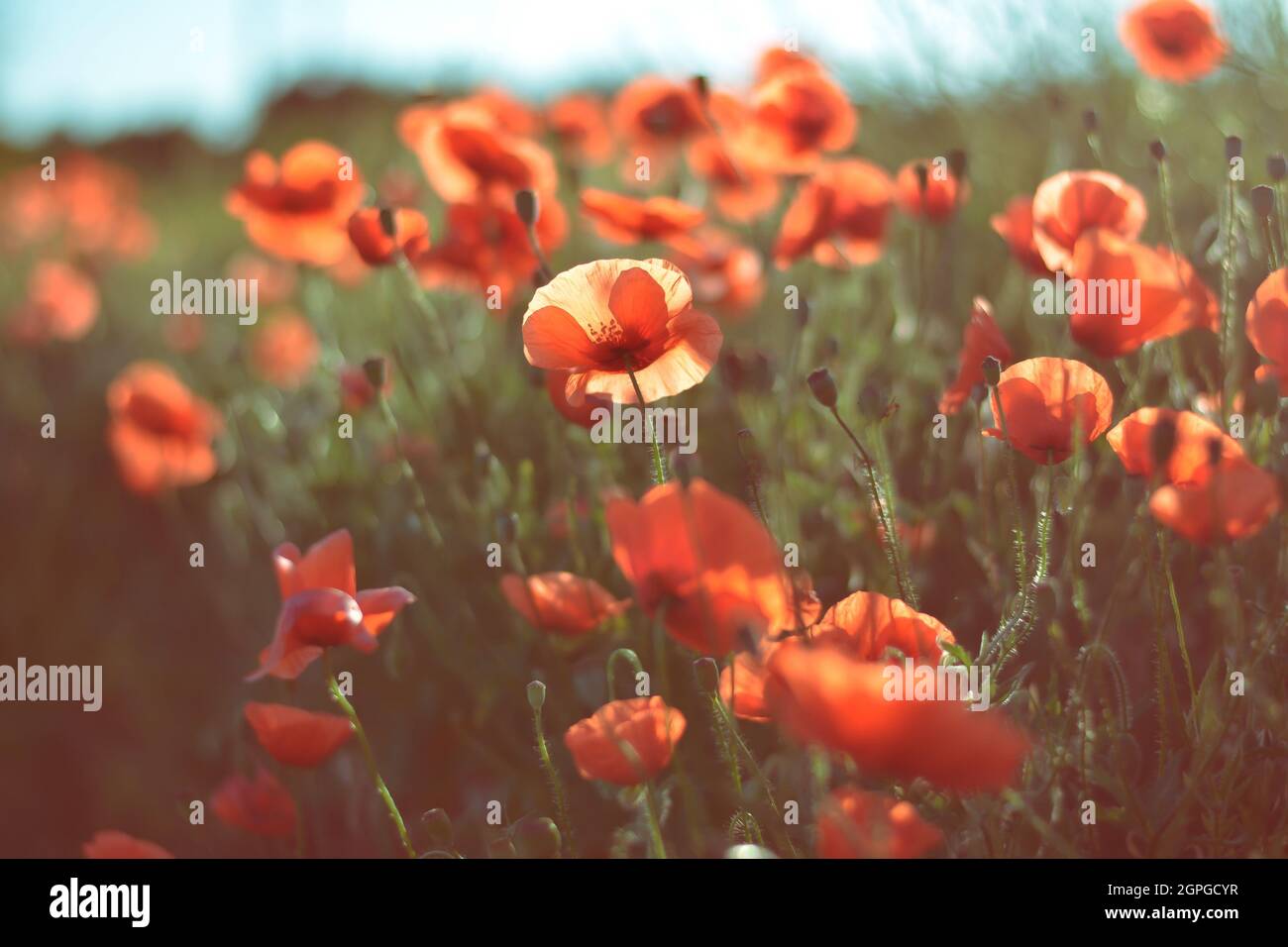 Flowers in a poppy field. Close-up of red field poppies in sunbeams ...