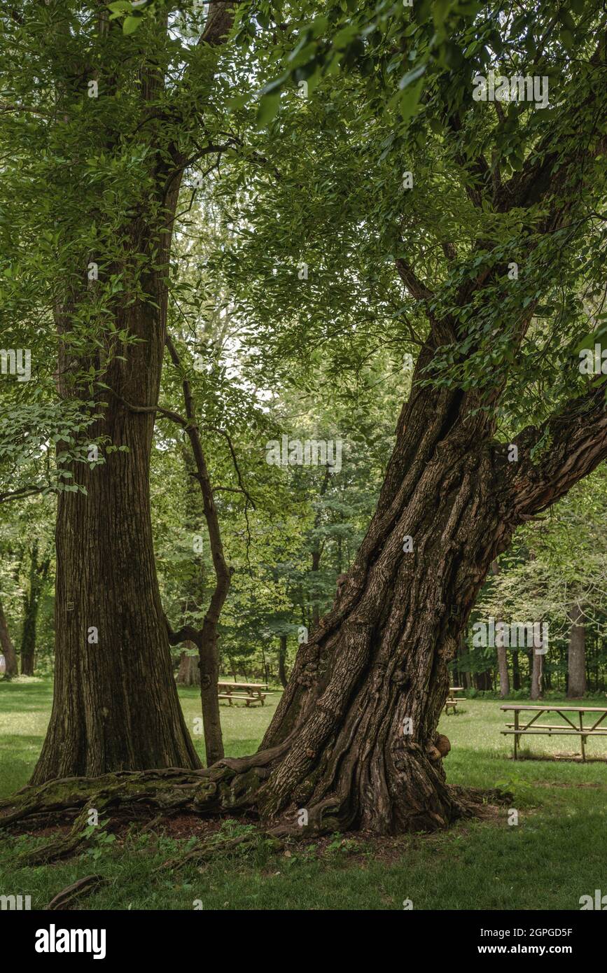 Knarly Trees High Resolution Stock Photography and Images - Alamy