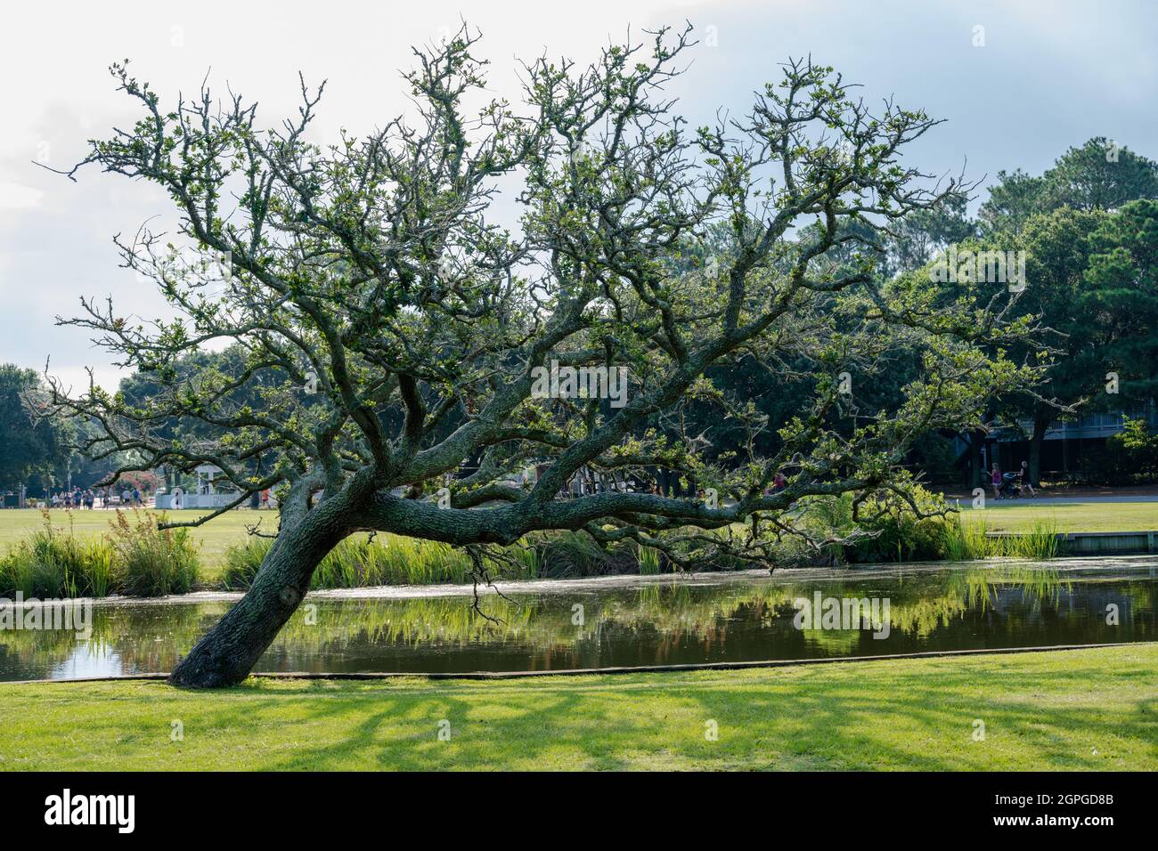 Photo of a tree by a pond in Corolla Park in the Outer Banks that seems ...