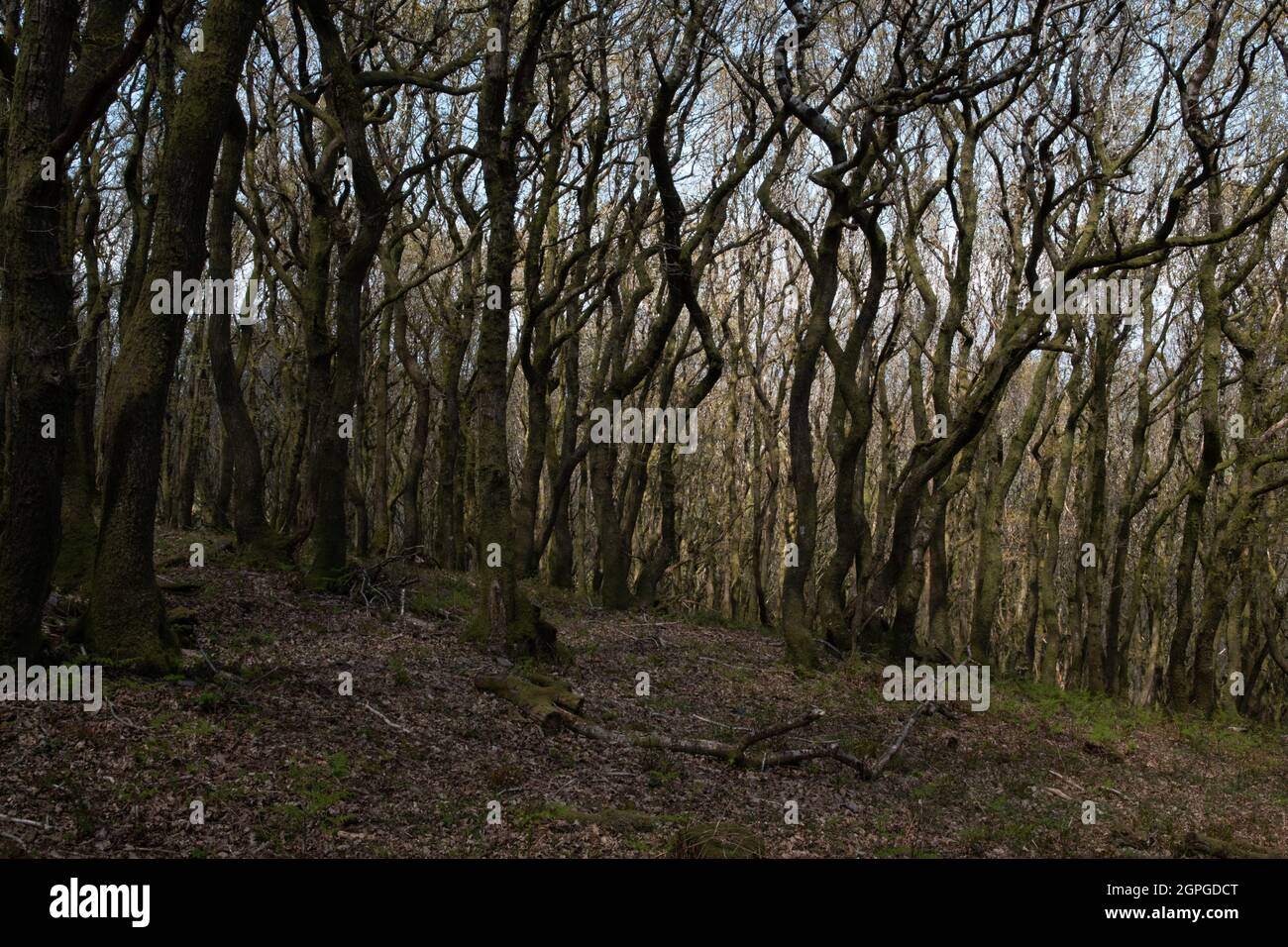 Holford hi-res stock photography and images - Alamy