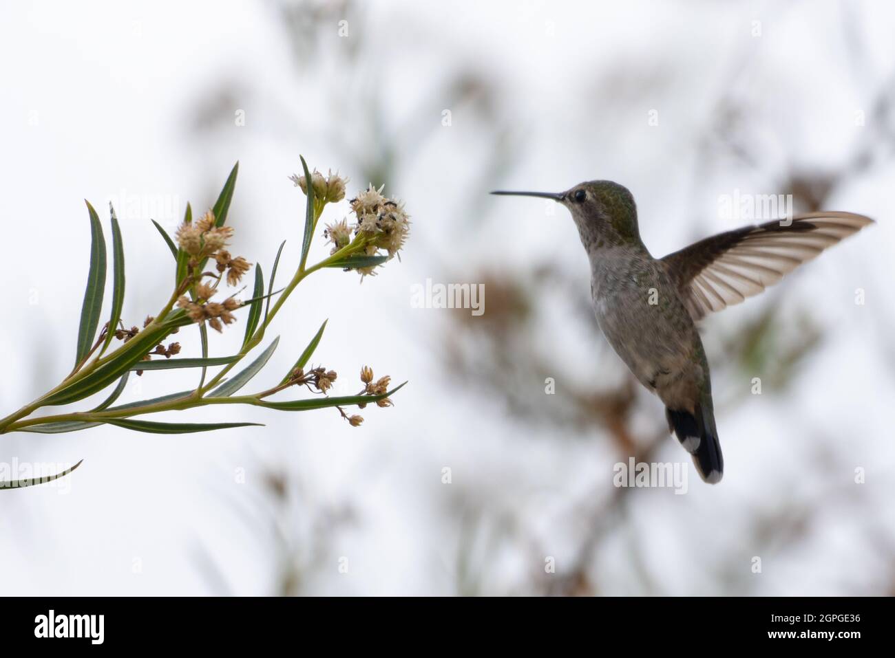 Female allen's hummingbird hi-res stock photography and images - Alamy