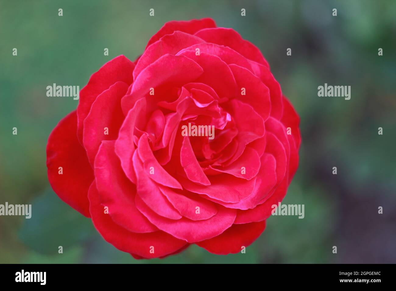 Flower gadren hi-res stock photography and images - Alamy