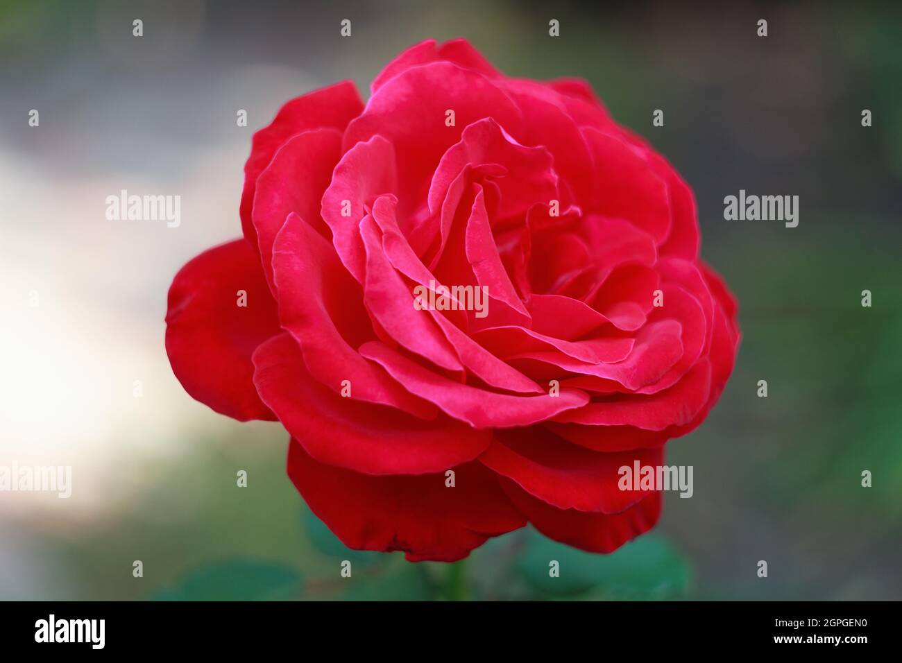 Flower gadren hi-res stock photography and images - Alamy