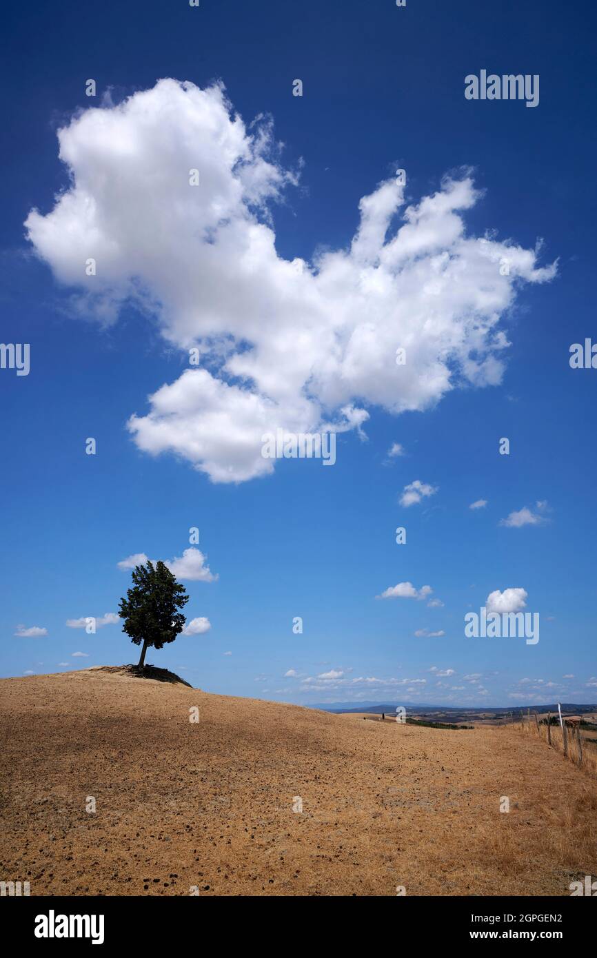 Torrenieri (Si),Italy, a view of an hill with a tree Stock Photo - Alamy
