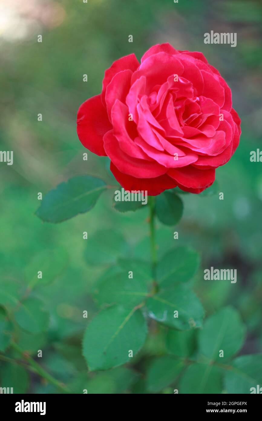 Flower gadren hi-res stock photography and images - Alamy