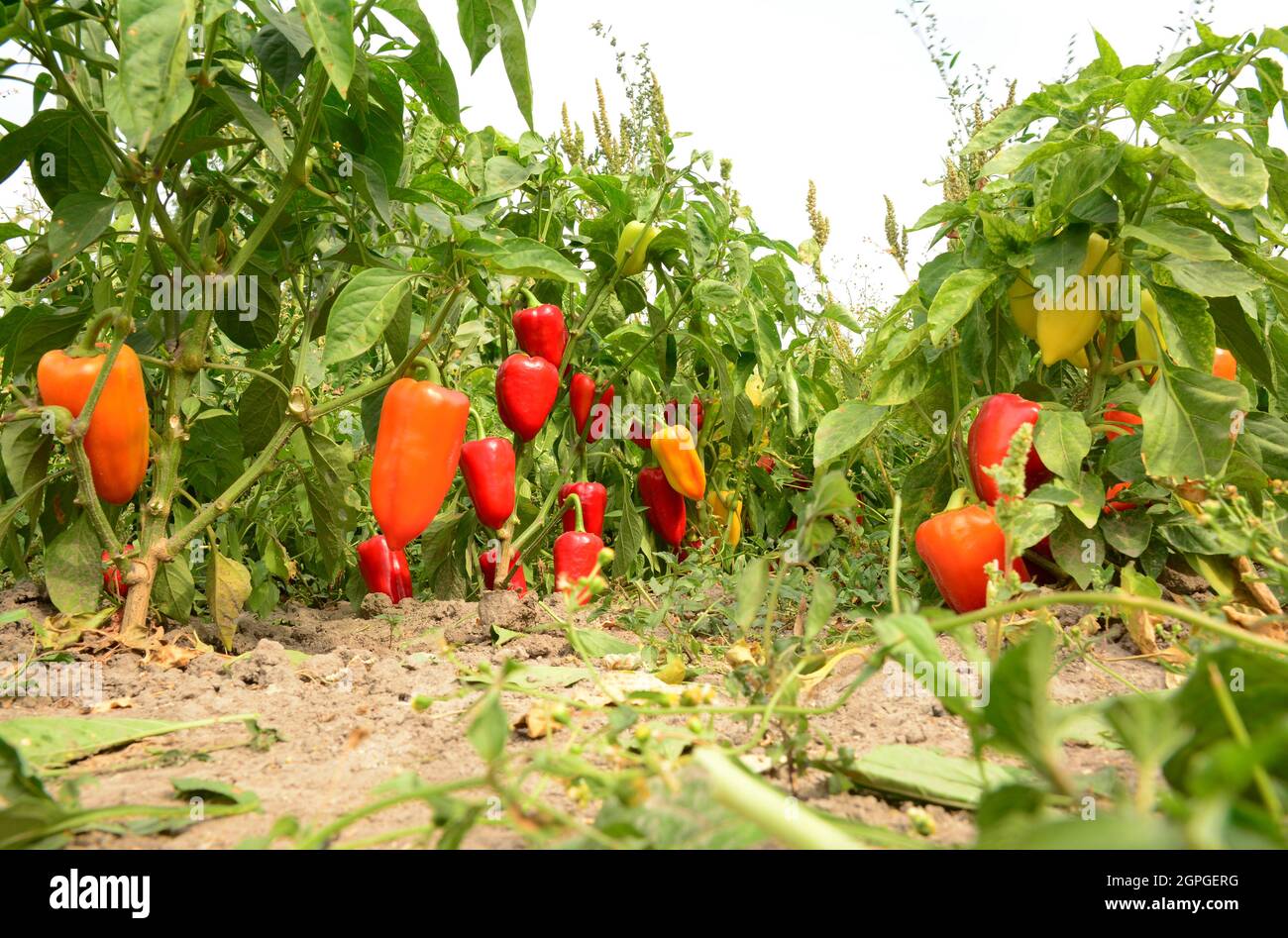 Bell pepper planting in the garden. Growing, harvesting bell peppers ...