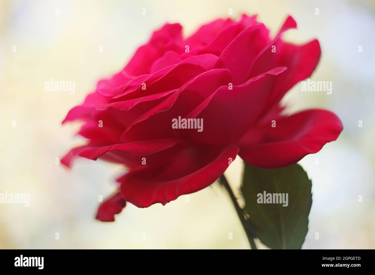 Flower gadren hi-res stock photography and images - Alamy