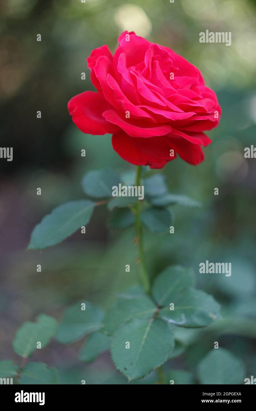 Flower gadren hi-res stock photography and images - Alamy