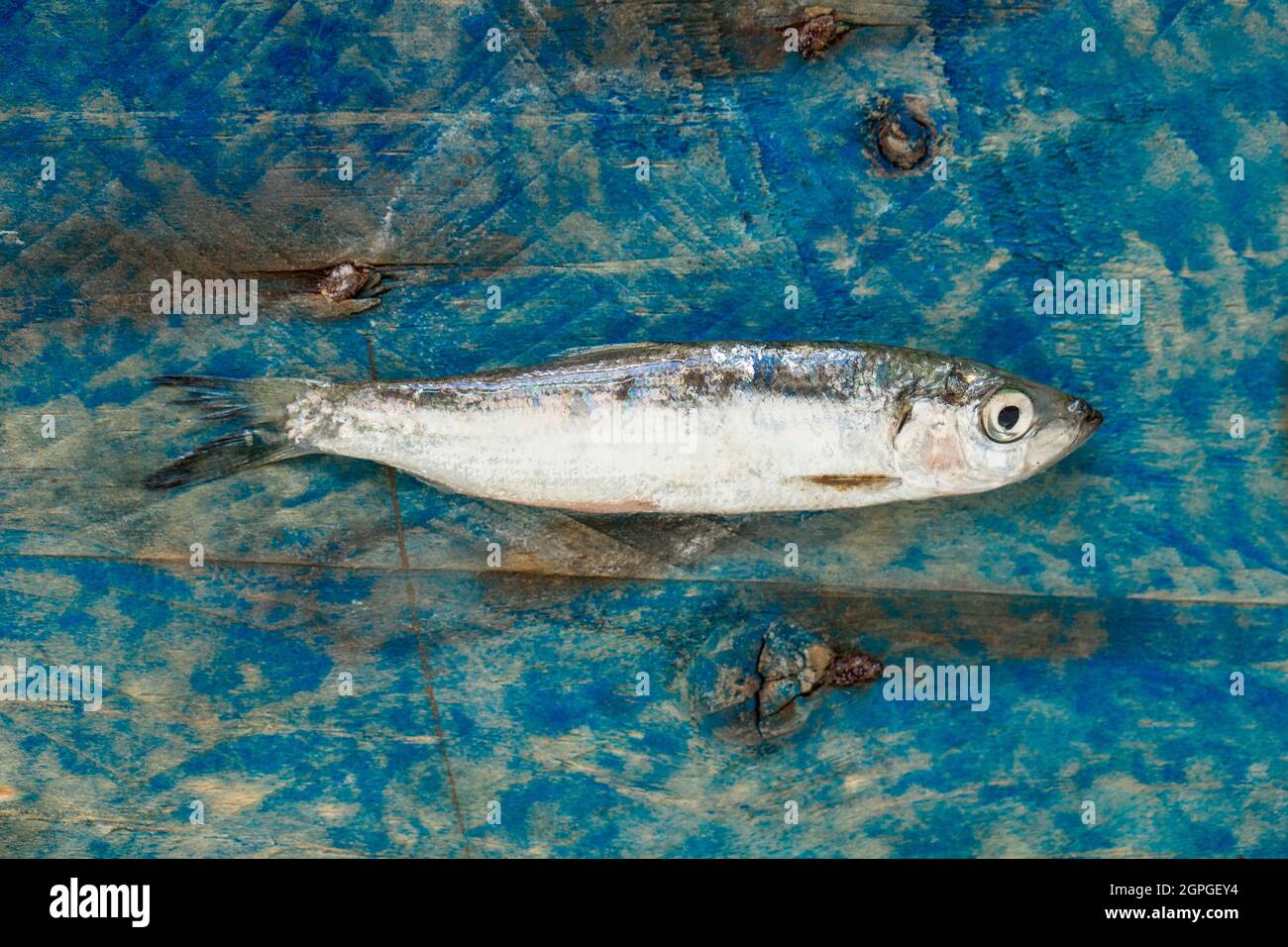 Sprat hi-res stock photography and images - Alamy