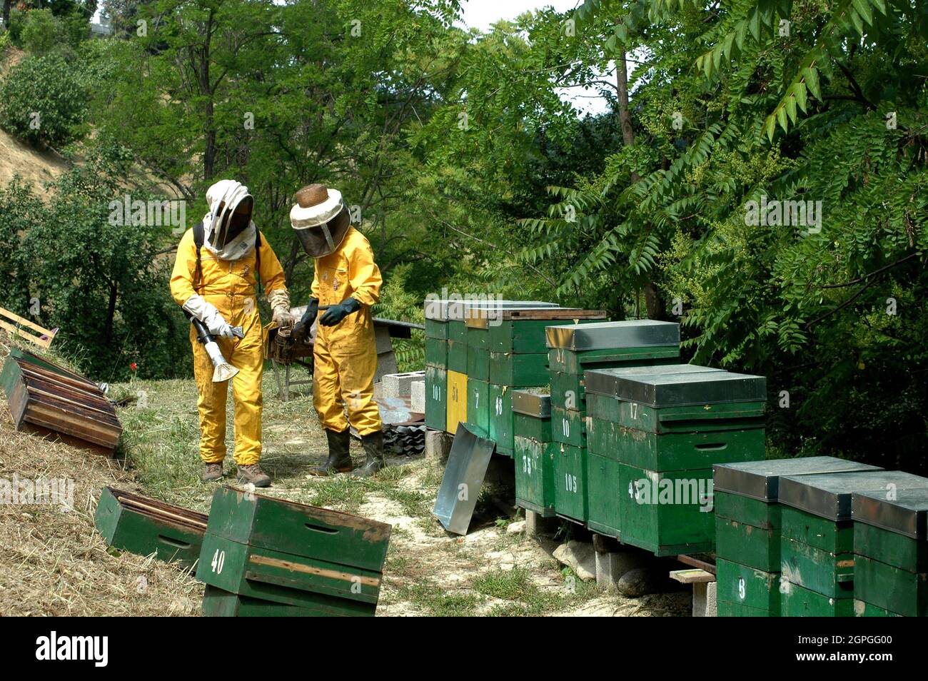 Hard work with bees Stock Photo - Alamy