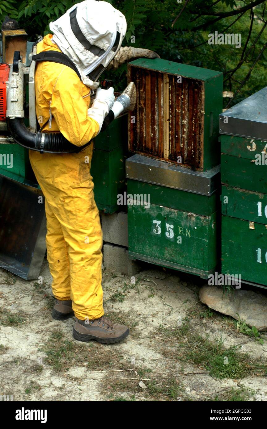 Hard work with bees Stock Photo - Alamy
