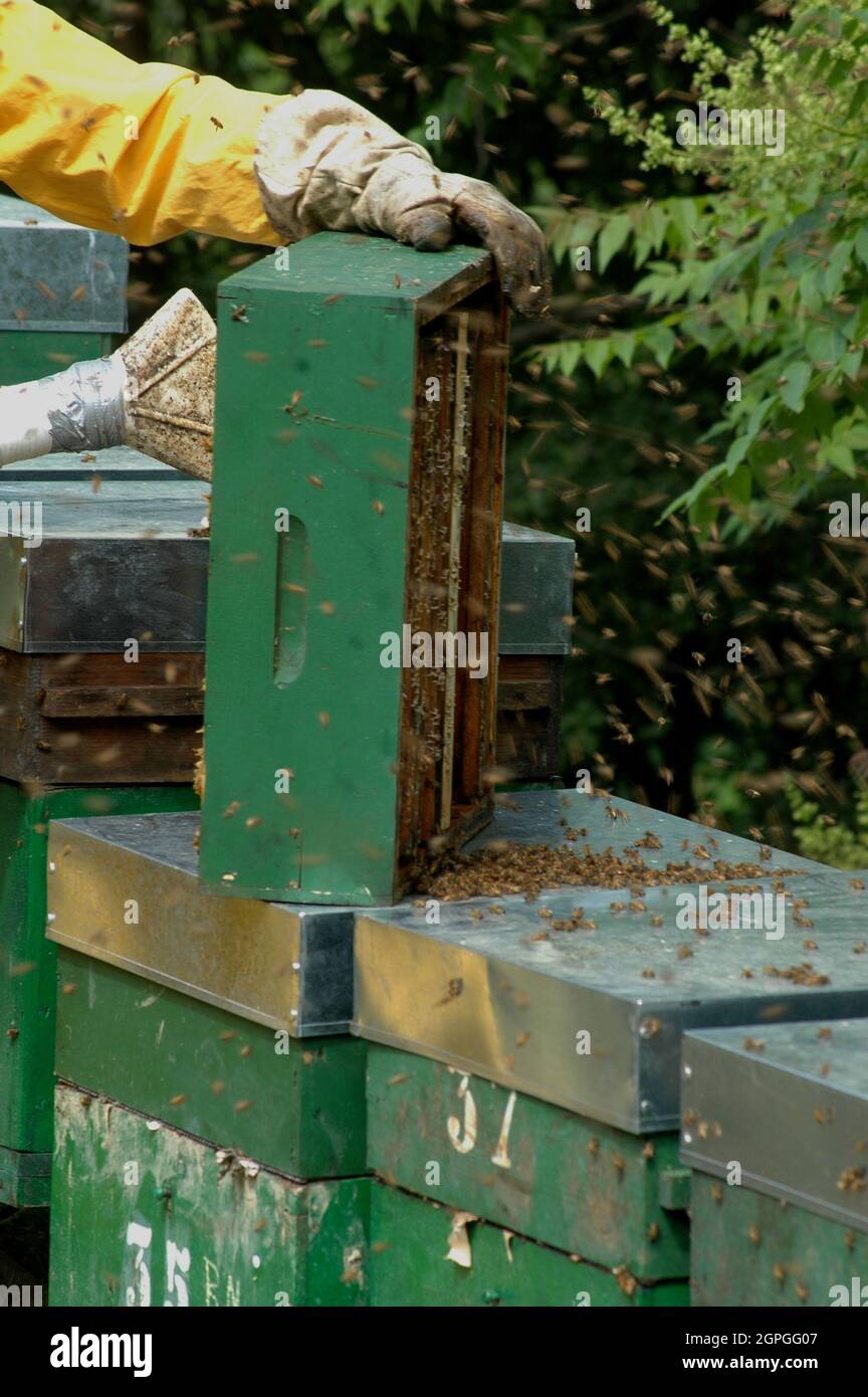 Hard work with bees Stock Photo - Alamy