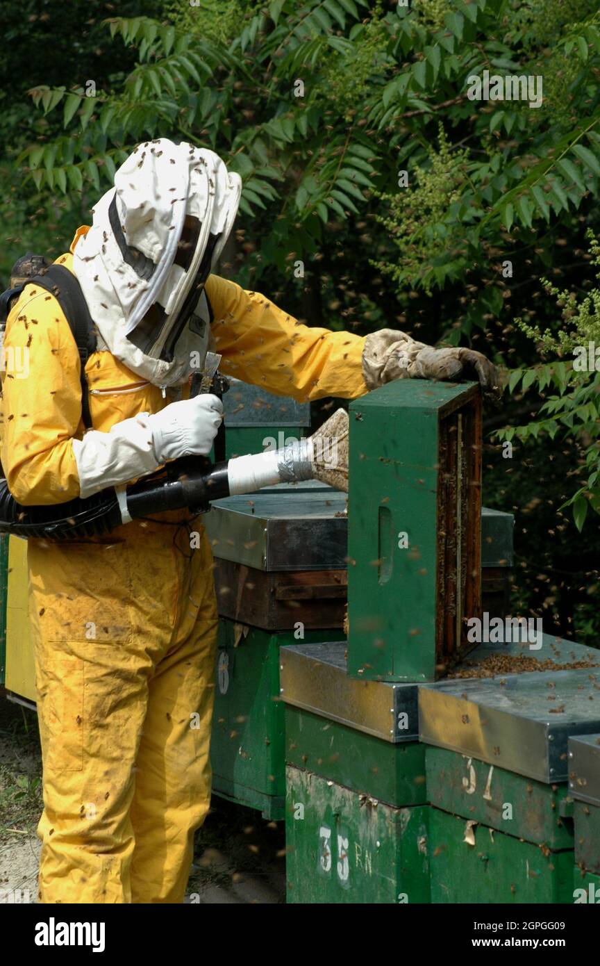 Hard work with bees Stock Photo - Alamy