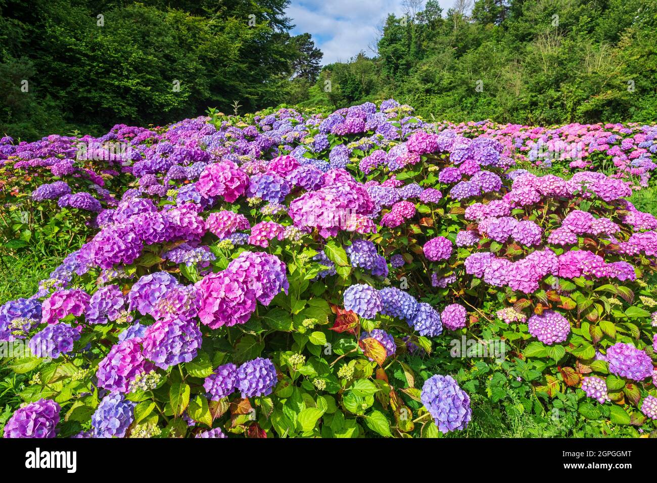 Hydrangea field hi-res stock photography and images - Alamy