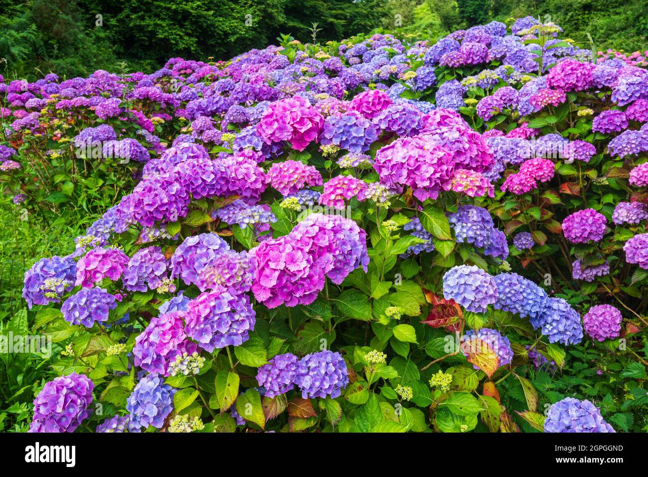 Hydrangea field hi-res stock photography and images - Alamy