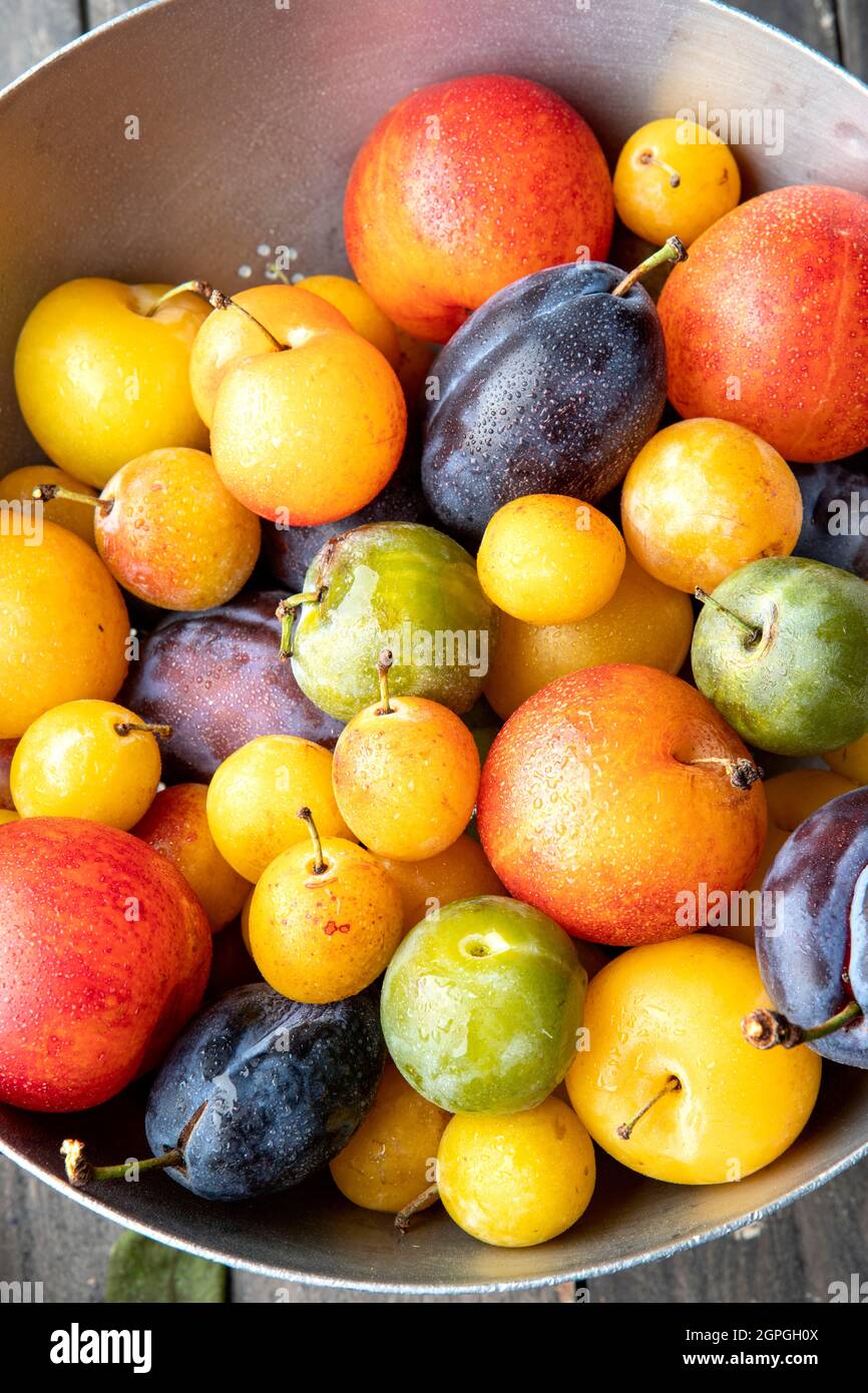France, Tarn et Garonne, variety of different red and yellow plums ...