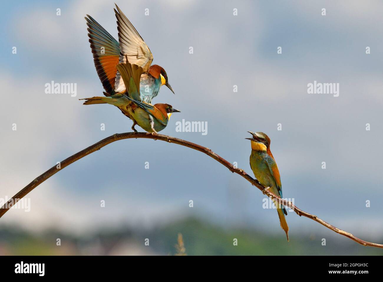 Animal mating hi-res stock photography and images - Alamy