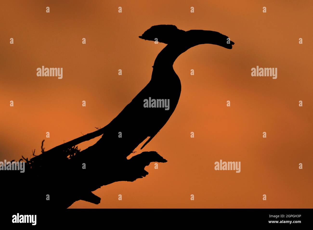 No people silhouette hi-res stock photography and images - Alamy