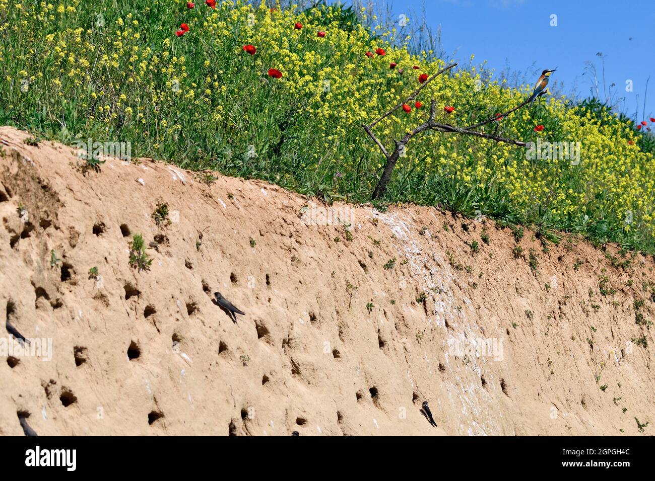 France, Doubs, Osselle, Wild animal, Bird, Passerine, Bank swallow ...