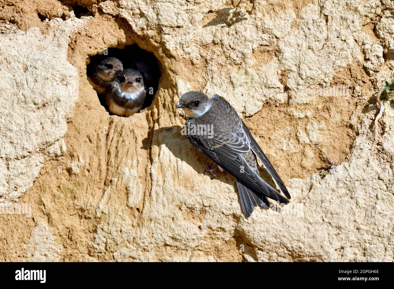 France, Doubs, Osselle, Wild animal, Bird, Passerine, Bank swallow ...