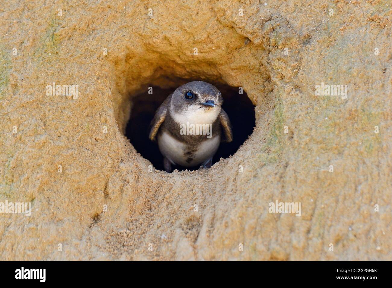 France, Doubs, Osselle, Wild animal, Bird, Passerine, Bank swallow ...