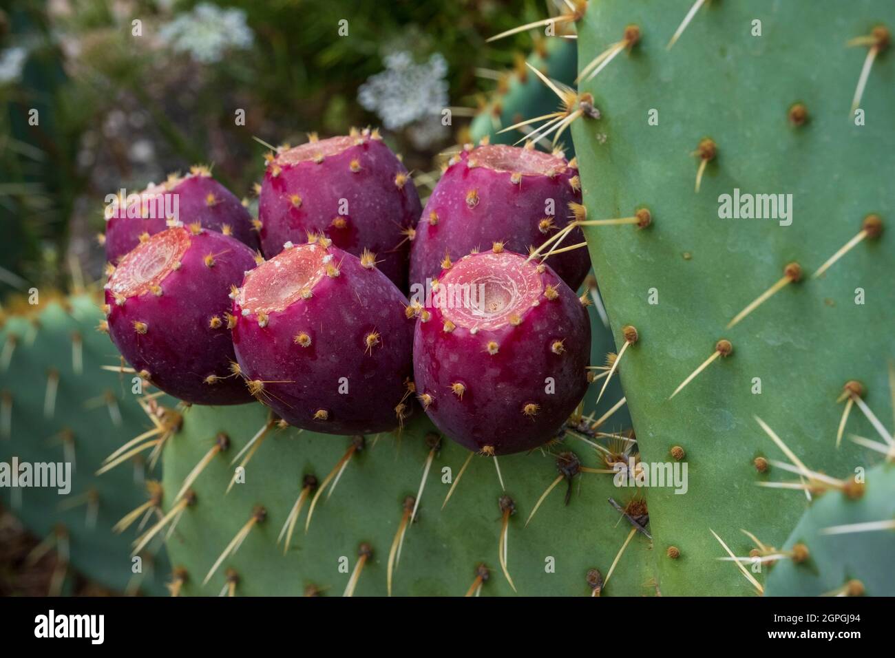 Croatia, Dalmatia, Elaphite Islands, Sipan Island, Sudurad, cactus and ...