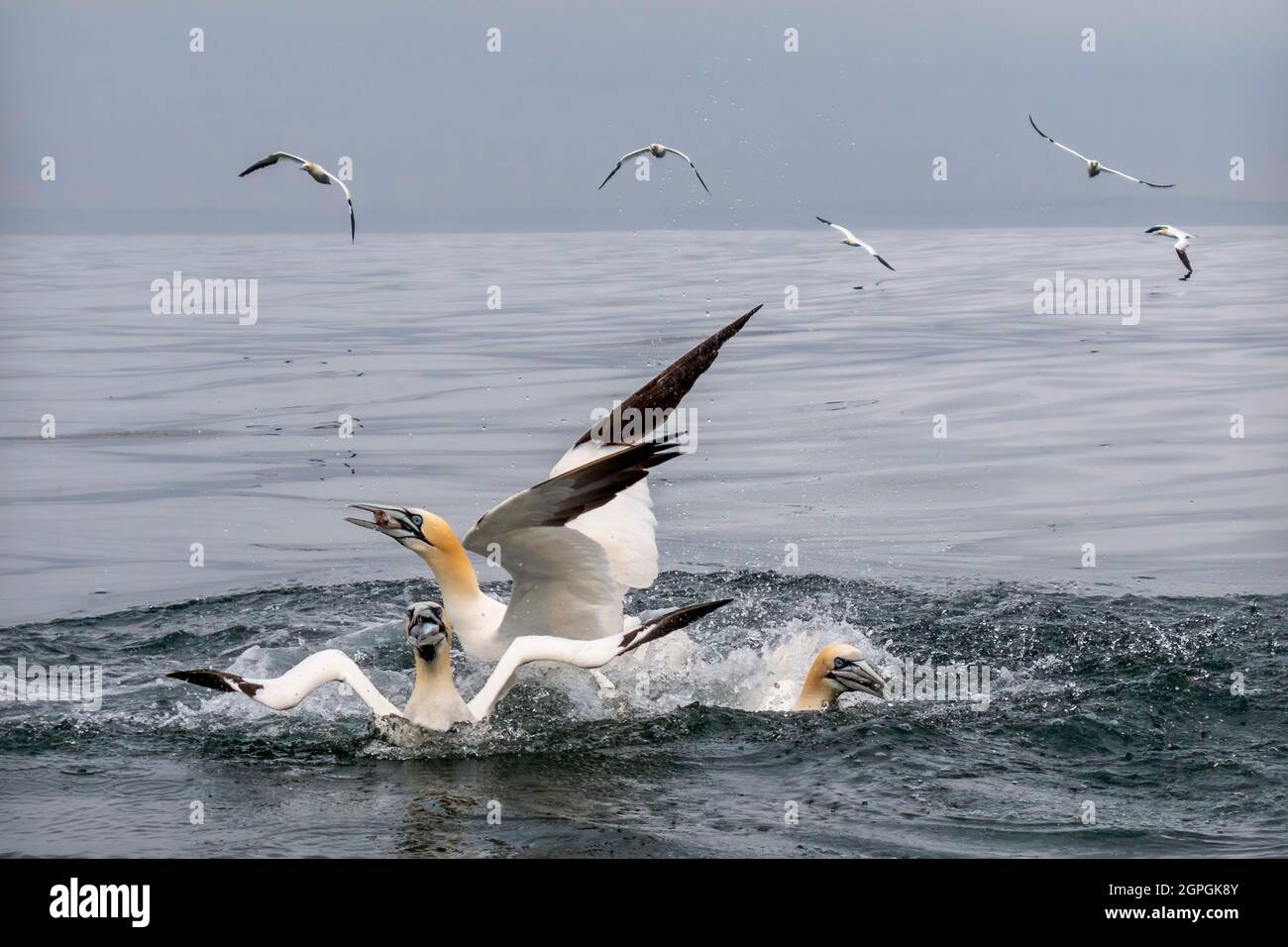 Northern gannet diving fish hi-res stock photography and images - Alamy
