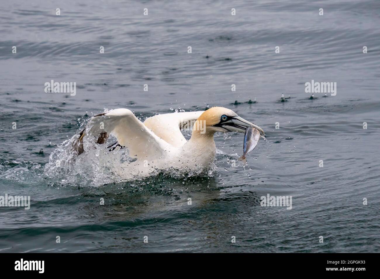 Northern Gannet diving for fish Stock Photo - Alamy