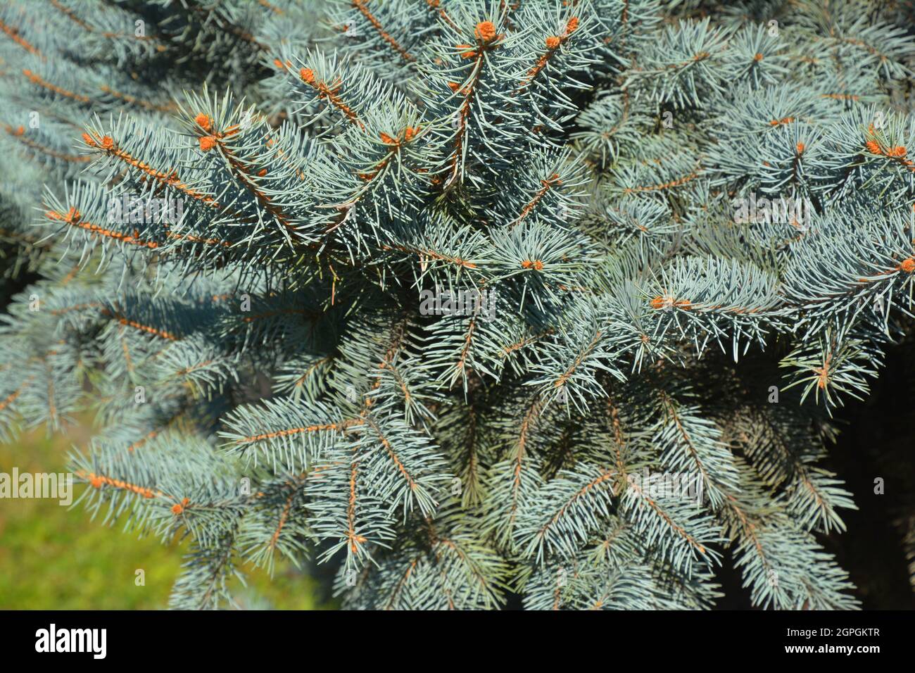 Blue spruce branches. Blue spruce tree Stock Photo - Alamy